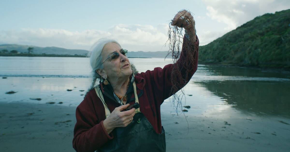 Seaweed Stories Offers Hope for the Future - ArtCenter College of Design